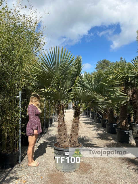 Palma Trachycarpus Fortunei - Szorstkowiec Fortunego pień: 80+70cm